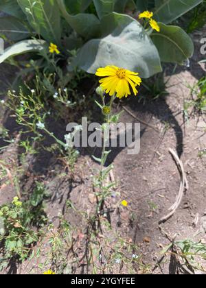 Common Madia (Madia elegans Stock Photo - Alamy