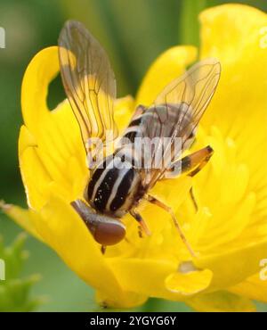 Striped Swamp Fly (Eurimyia lineata Stock Photo - Alamy
