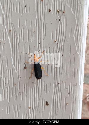 Water, Rove, Scarab, Long-horned, Leaf, and Snout Beetles (Polyphaga ...