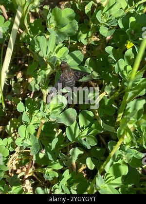 Black Banded Bee Fly (Hemipenthes morio Stock Photo - Alamy