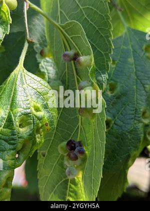 Hackberry Nipplegall Psyllid (Pachypsylla celtidismamma Stock Photo - Alamy