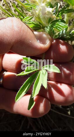 breadroot scurf pea (Pediomelum esculentum Stock Photo - Alamy