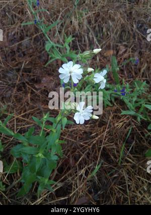 evening lychnis (Silene latifolia alba Stock Photo - Alamy