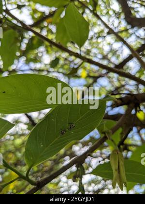 Mexican Treehopper (Membracis mexicana Stock Photo - Alamy