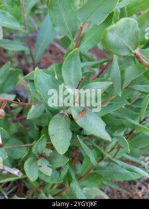 Tarflower (Bejaria racemosa Stock Photo - Alamy