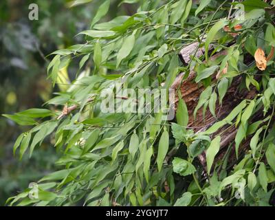 Chinese Pothos (Pothos chinensis Stock Photo - Alamy