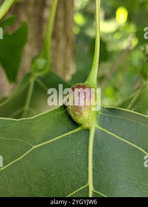 Poplar Leaf-stem Gall Aphids (Pemphigus Stock Photo - Alamy