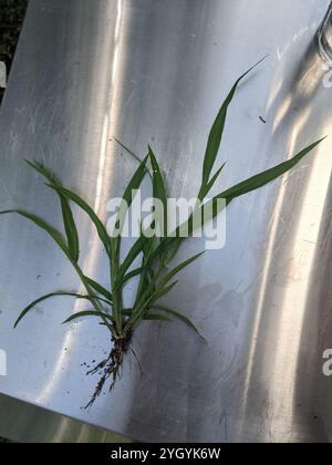 Hairy Crabgrass (Digitaria sanguinalis Stock Photo - Alamy