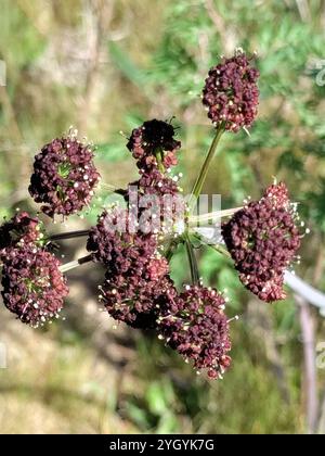 Fernleaf Biscuitroot (Lomatium dissectum Stock Photo - Alamy