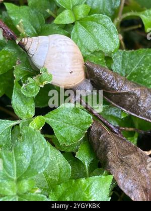 Prairie Rabdotus (Rabdotus mooreanus Stock Photo - Alamy