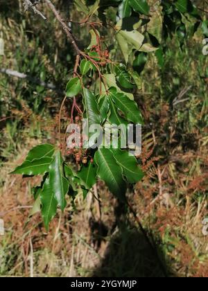 Red Currant-rhus (Searsia chirindensis Stock Photo - Alamy