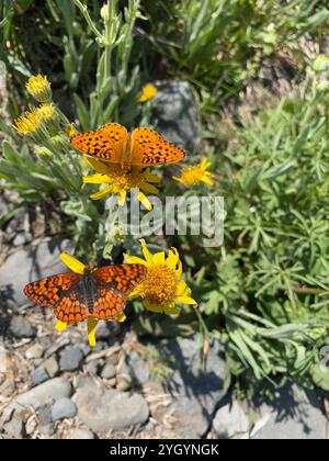 Patches and Allies (Chlosyne Stock Photo - Alamy