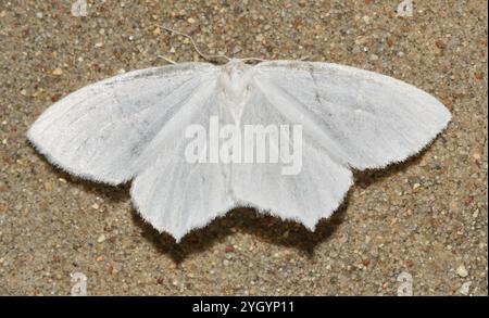 Snowy Geometer Moth (Eugonobapta nivosaria Stock Photo - Alamy