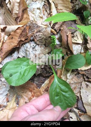 shinleaf (Pyrola elliptica Stock Photo - Alamy