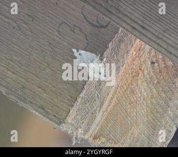 Peacock Moth (Macaria notata Stock Photo - Alamy