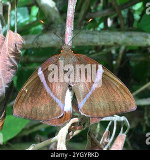 Screwworm (Telchin atymnius Stock Photo - Alamy