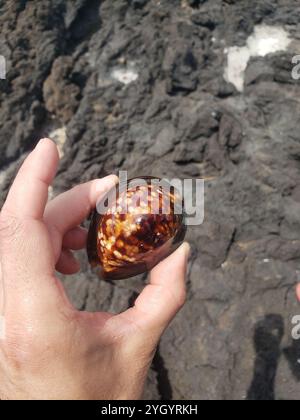 Humpback Cowry (Mauritia mauritiana Stock Photo - Alamy