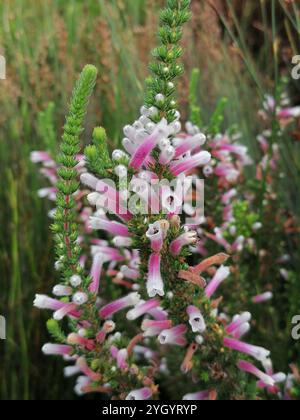 Erica Perspicua Prince Of Wales Heath Mountain Fynbos Ericaceae South ...
