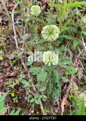 buffalo clover (Trifolium reflexum Stock Photo - Alamy
