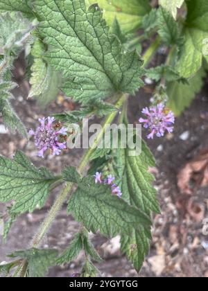 western vervain (Verbena lasiostachys Stock Photo - Alamy