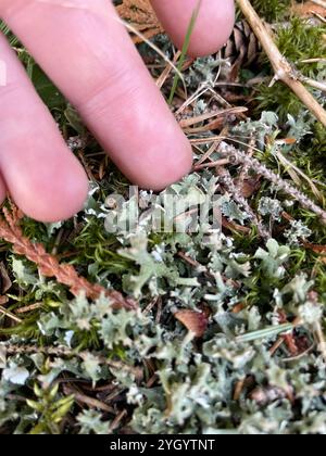 Ladder Lichen (Cladonia verticillata Stock Photo - Alamy