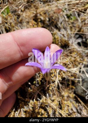 crown brodiaea (Brodiaea coronaria Stock Photo - Alamy