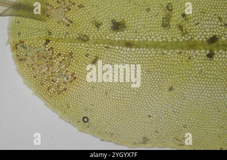 Long-beaked Thyme-moss (Plagiomnium rostratum Stock Photo - Alamy