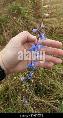 Wild Blue Larkspur (Delphinium carolinianum Stock Photo - Alamy
