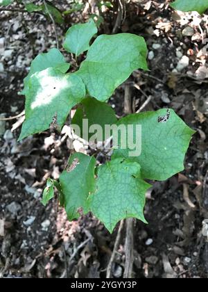 Sycamore-leaf Snowbell (Styrax platanifolius Stock Photo - Alamy