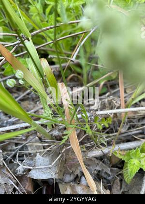 hedge parslies (Torilis Stock Photo - Alamy