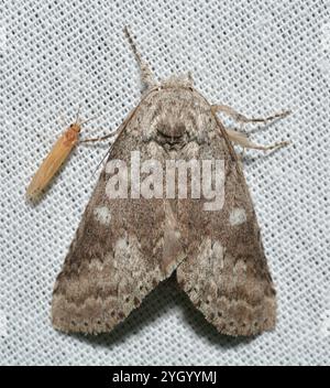 Variable Oakleaf Caterpillar Moth (Lochmaeus manteo Stock Photo - Alamy