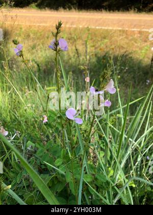 Spiked Hoarypea (Tephrosia spicata Stock Photo - Alamy