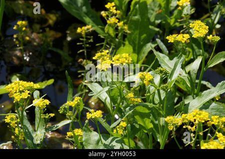 Amphibious Yellowcress (Rorippa amphibia Stock Photo - Alamy