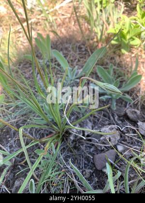 nodding microseris (Microseris nutans Stock Photo - Alamy