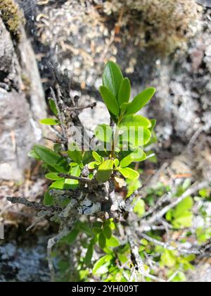 Oregon Boxwood (Paxistima myrsinites Stock Photo - Alamy