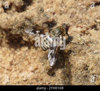 Band-winged Bee Fly (Exoprosopa fascipennis Stock Photo - Alamy