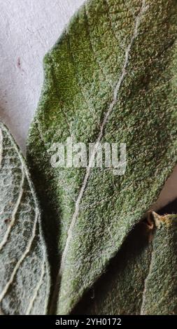 Rusty Willow (Salix atrocinerea Stock Photo - Alamy