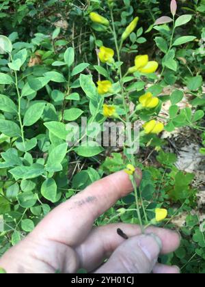 eastern wild indigo (Baptisia tinctoria Stock Photo - Alamy