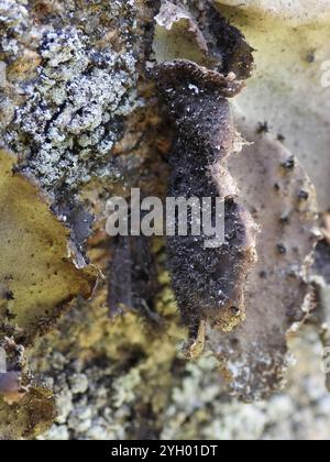 Arctic Frosted Rock Tripe (Umbilicaria vellea Stock Photo - Alamy