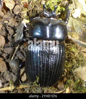 Triceratops Beetle (Phileurus truncatus Stock Photo - Alamy