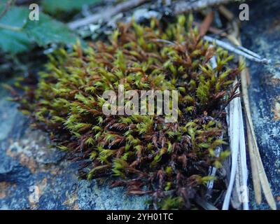 Papillose Bloom Moss (Schistidium papillosum Stock Photo - Alamy