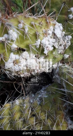 American cochineal bug (Dactylopius confusus Stock Photo - Alamy