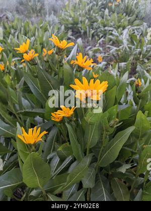 Northern Mule's Ears, Wyethia amplexicaulis, blooming in a meadow in ...