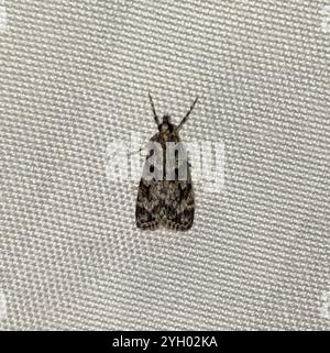 Double-striped Scoparia Moth (Scoparia biplagialis Stock Photo - Alamy