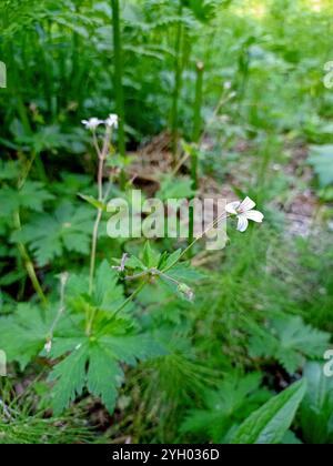 Siberian Crane's-bill (Geranium sibiricum Stock Photo - Alamy