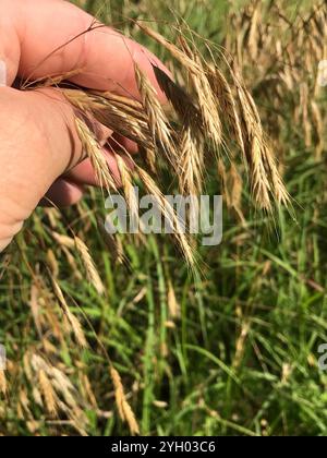 Japanese brome (Bromus japonicus Stock Photo - Alamy