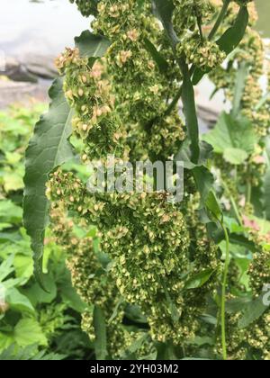 Greek Dock (Rumex cristatus Stock Photo - Alamy