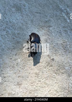 Smooth Stag Beetle (Lucanus placidus Stock Photo - Alamy