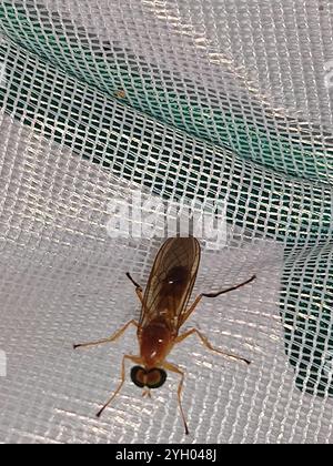 Compost Fly (Ptecticus trivittatus Stock Photo - Alamy