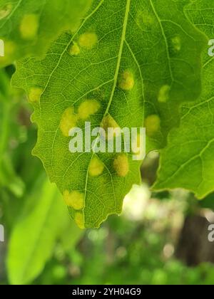 Poplar gall mite (Phyllocoptes populi Stock Photo - Alamy